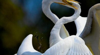 Postcards December 2023- Lake Conroe | Postcards Magazine