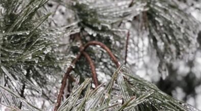 Postcards December 2023- Piney Woods | Postcards Magazine